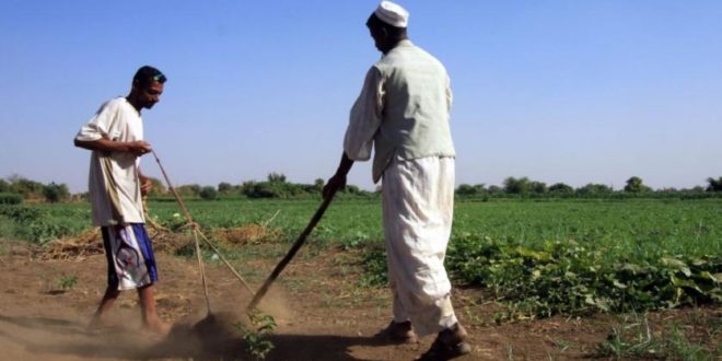 How Arabs can tackle food security – Geostrategic Media